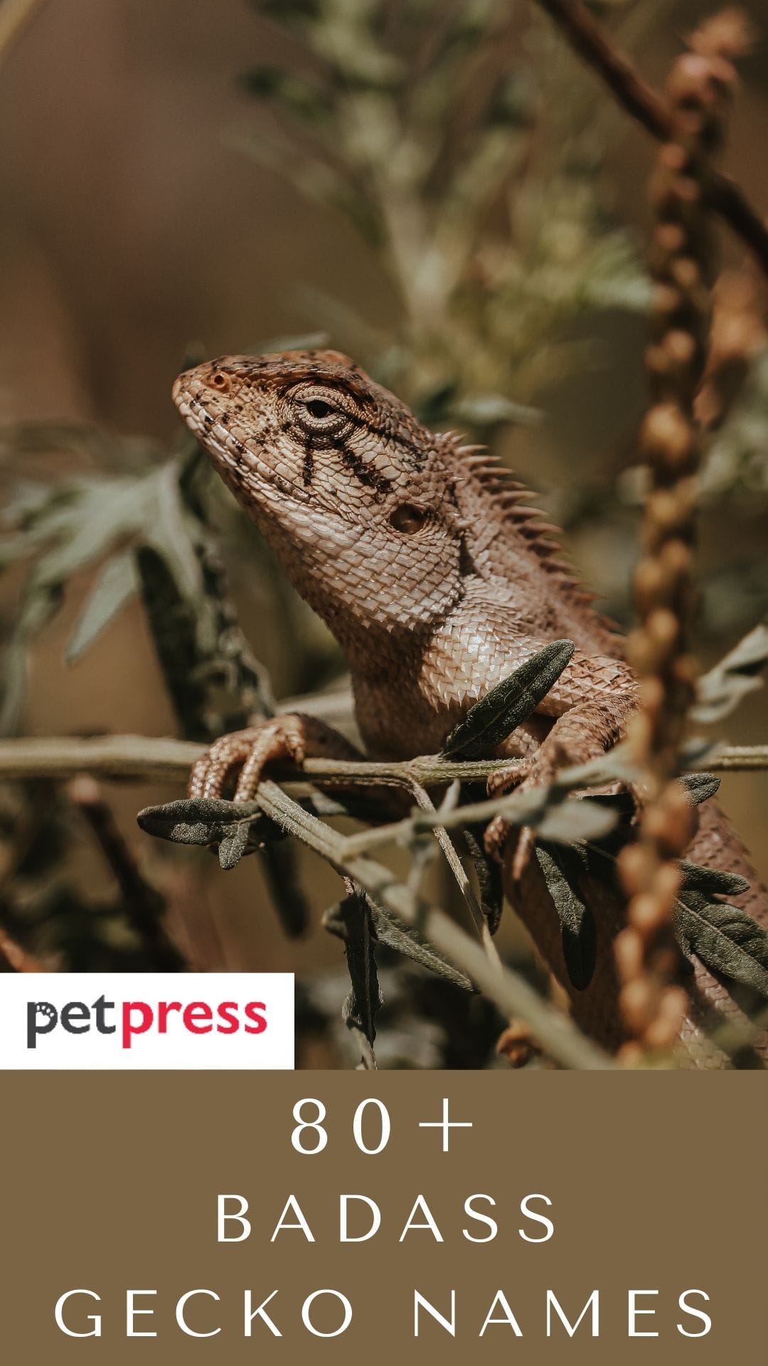 80+ Badass Gecko Names That Are Cool For Your Pet Reptiles