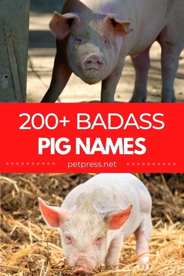 The Most Badass Pig Names: Over 200 Names for Your Pet Pig