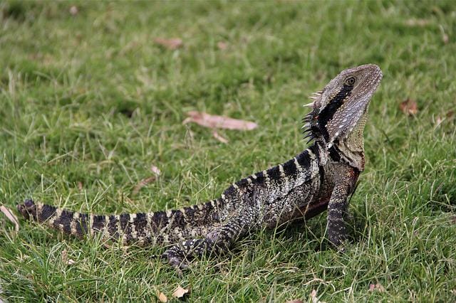90 Female Water Dragon Names For Your Adorable Reptiles 90-female-water-dragon-names-for-your-adorable-reptiles