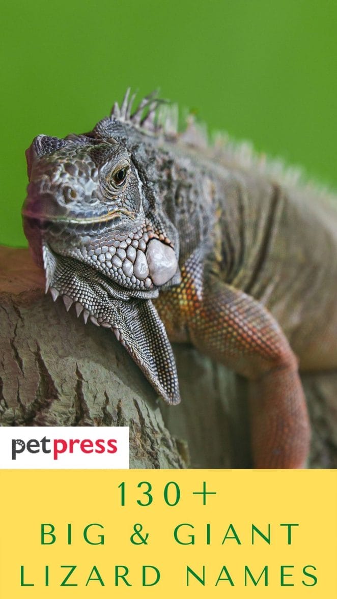 130 Big Lizard Names Unique Name Ideas For Your Giant Pet Reptiles 130-big-lizard-names-unique-name-ideas-for-your-giant-pet-reptiles