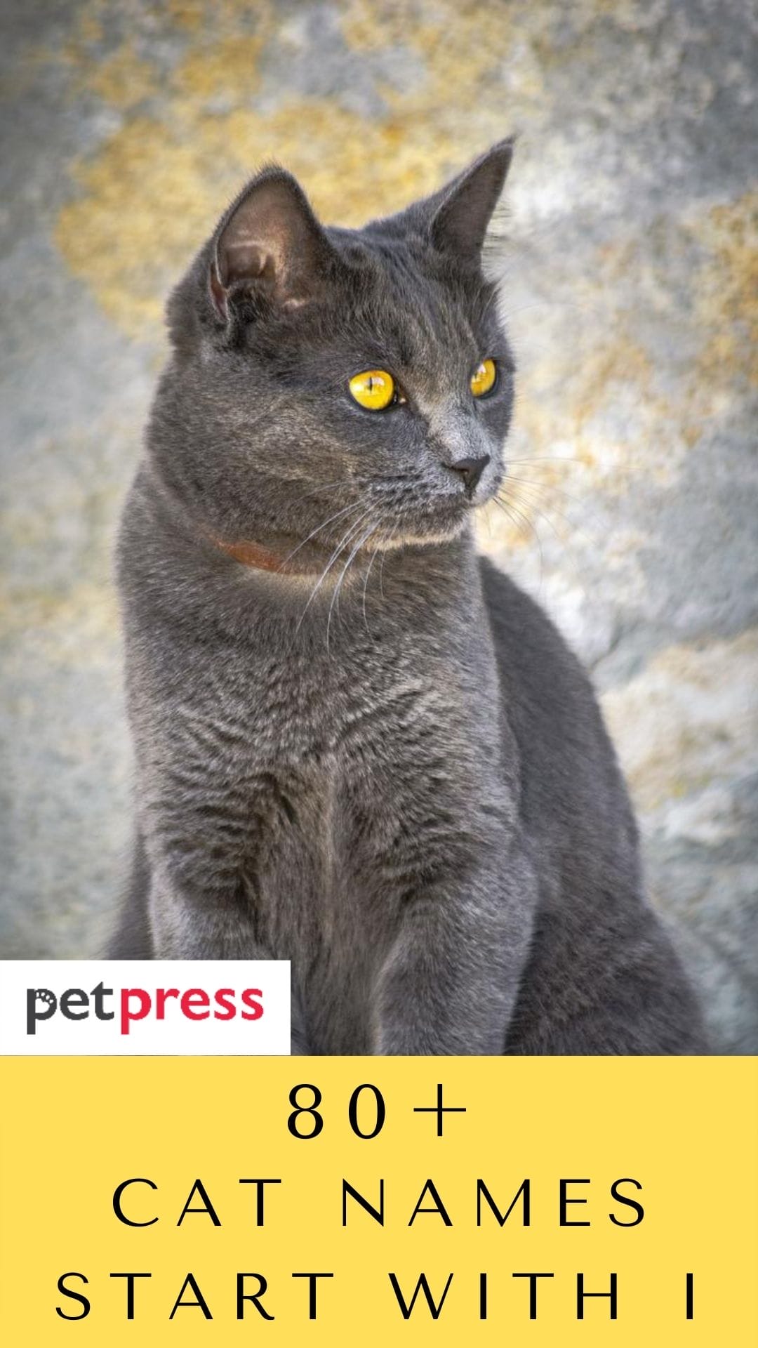 80+ Complete Cat Names Start With "I" With Meanings For Your Kittens