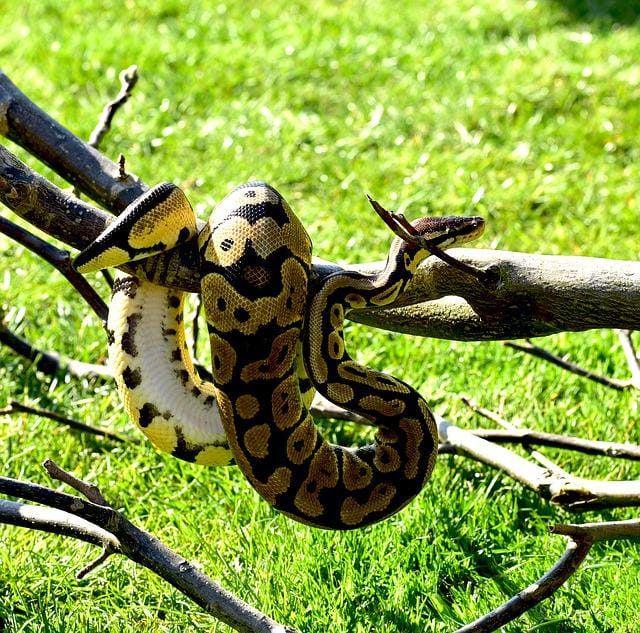 270+ Best Ball Python Names For Your Sleek Pet Python Snakes