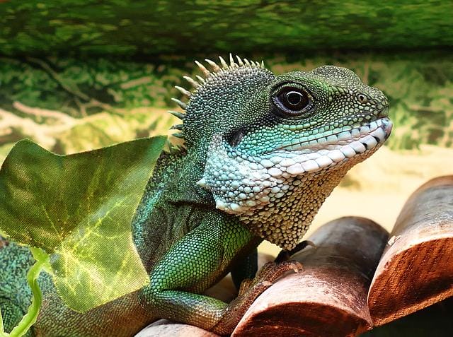 90 Female Water Dragon Names For Your Adorable Reptiles 90-female-water-dragon-names-for-your-adorable-reptiles