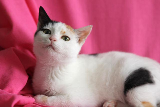 160+ Complete Cat Names That Start With Letter "H" For Your Kittens