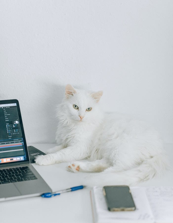 130+ Minecraft Cat Names to Call Your Cuddly Kitty