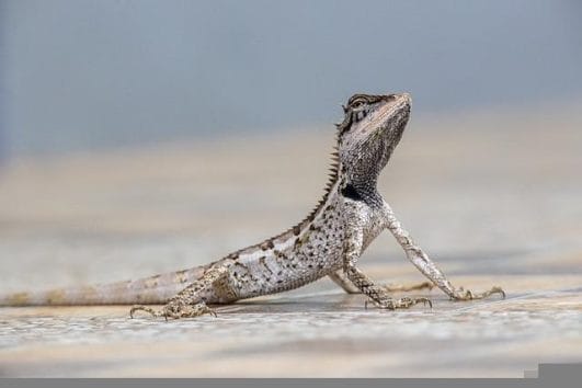 Best 80+ Unisex Lizard Names For Your Adorable Pet Reptiles