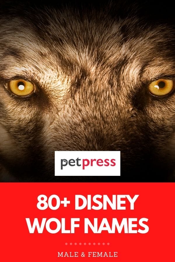Best 80+ Disney Wolf Names: Disney-Inspired Names For A Wolf