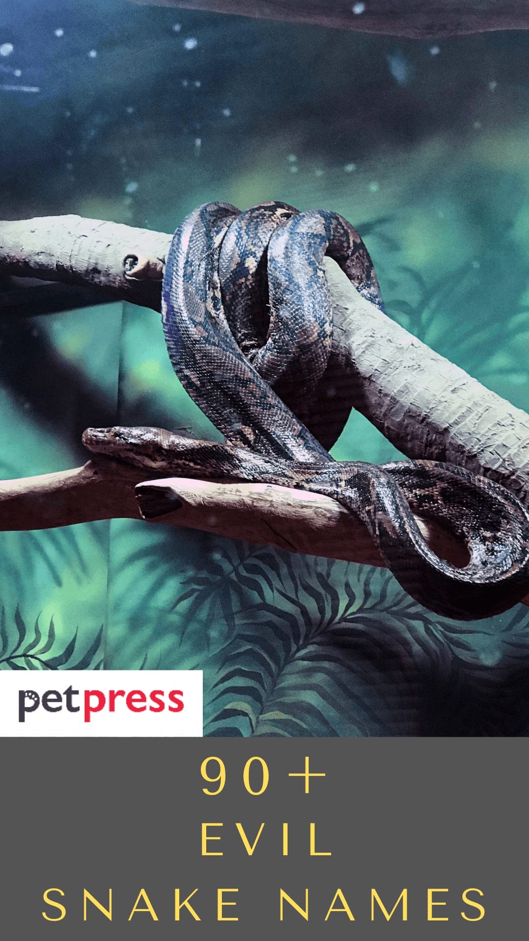 90+ Evil Snake Names For Your Male And Female Pet Snakes