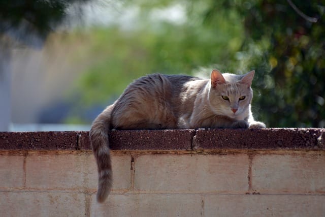 60+ Cat Names That Start With Letter "F" For Your Kittens