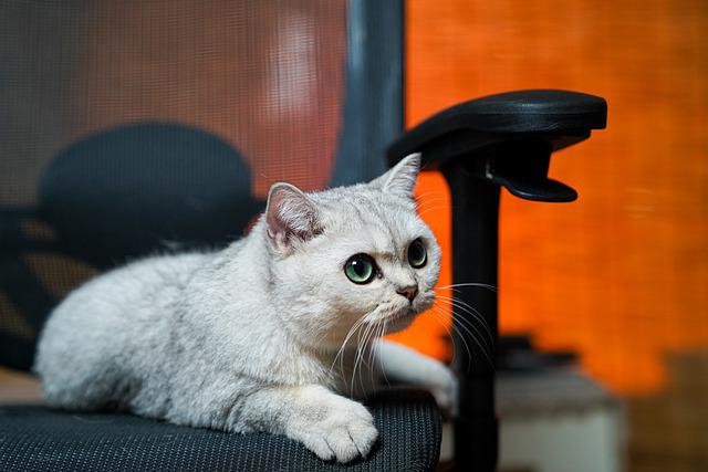 180+ Cat Names That Start With Letter "G" For Your Cute Kittens