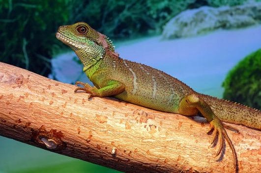 120+ Chinese Water Dragon Names For Your Cute Reptiles