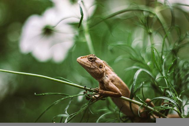 70+ Pokemon Inspired Lizard Names For Your Cute Pet Lizards