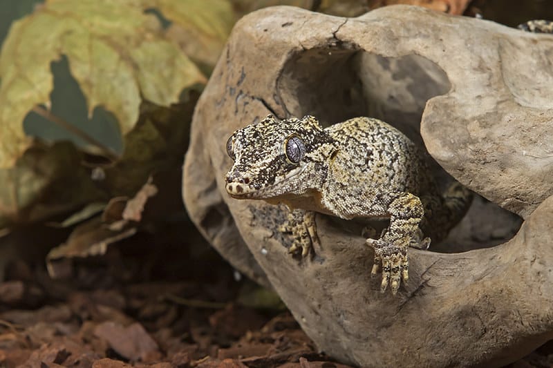 120+ Cute Frog Names | Cute Name Ideas To Give A Pet Frog