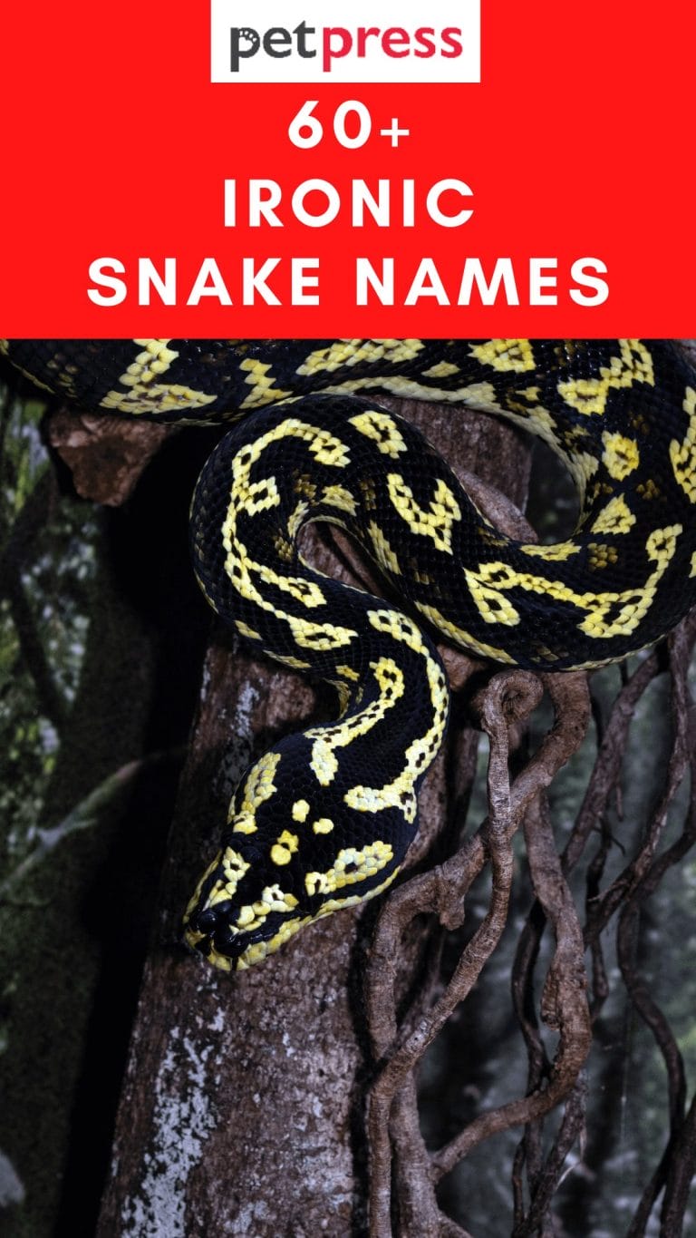 60+ Ironic Snake Names That Are Bad And Funny For Pet Snakes