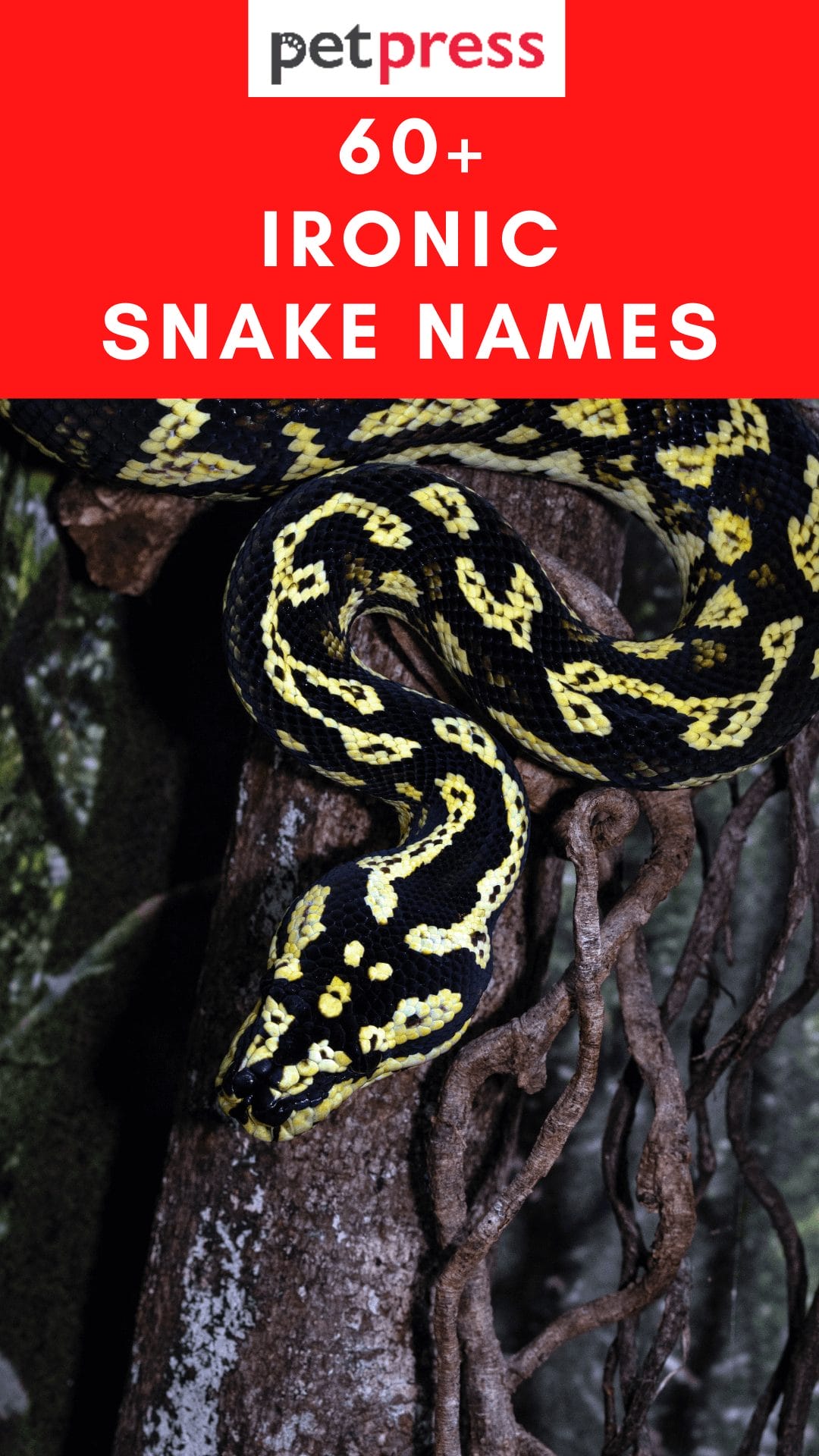60+ Ironic Snake Names That Are Bad And Funny For Pet Snakes