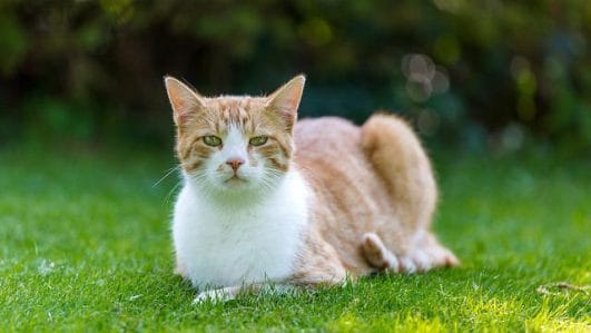 160+ Complete Cat Names That Start With Letter "H" For Your Kittens