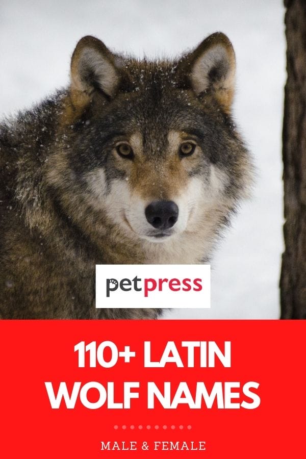 110+ Latin Names for a Wolf: The Best Latin Wolf Names