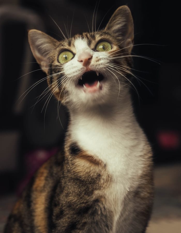 130+ Cat Names Start With Letter "J" That Will Inspire You For Your Kittens