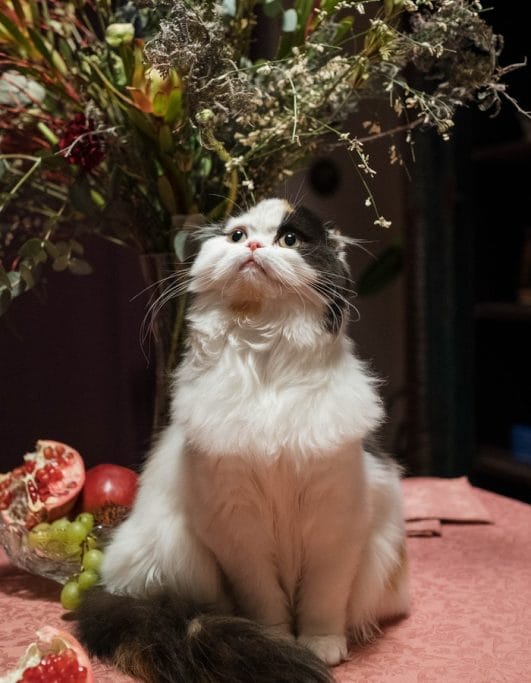 120 Cat Names Starting With The Letter "O" For Your Furry Feline Friend