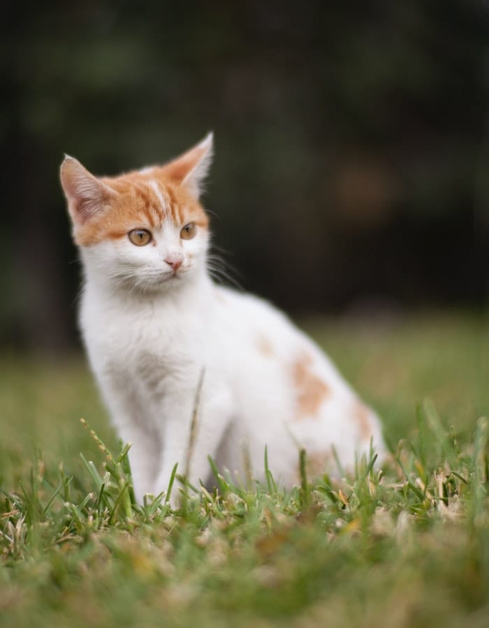 130+ Minecraft Cat Names to Call Your Cuddly Kitty