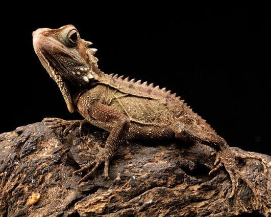 60+ Funny Bearded Dragon Names That Are Hilarious For Your Reptiles