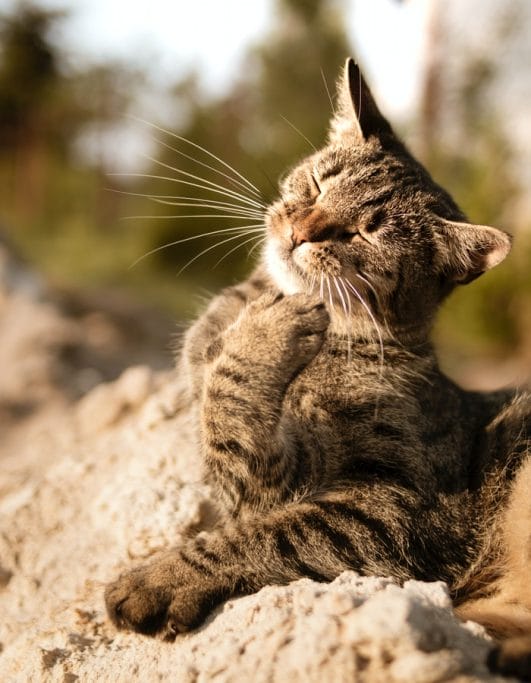 130+ Cat Names Start With Letter "J" That Will Inspire You For Your Kittens