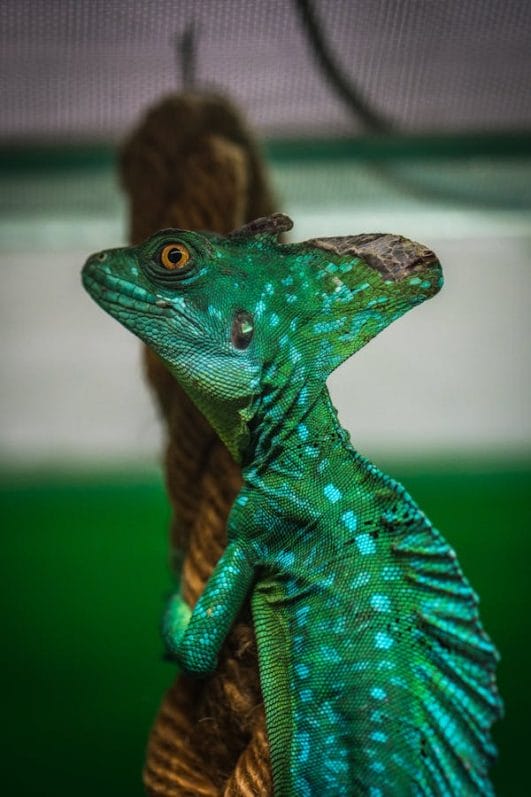 100+ Funny Lizard Names That'll Have You Shedding Tears