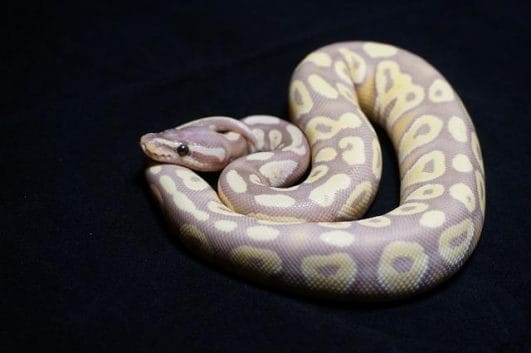270+ Best Ball Python Names For Your Sleek Pet Python Snakes