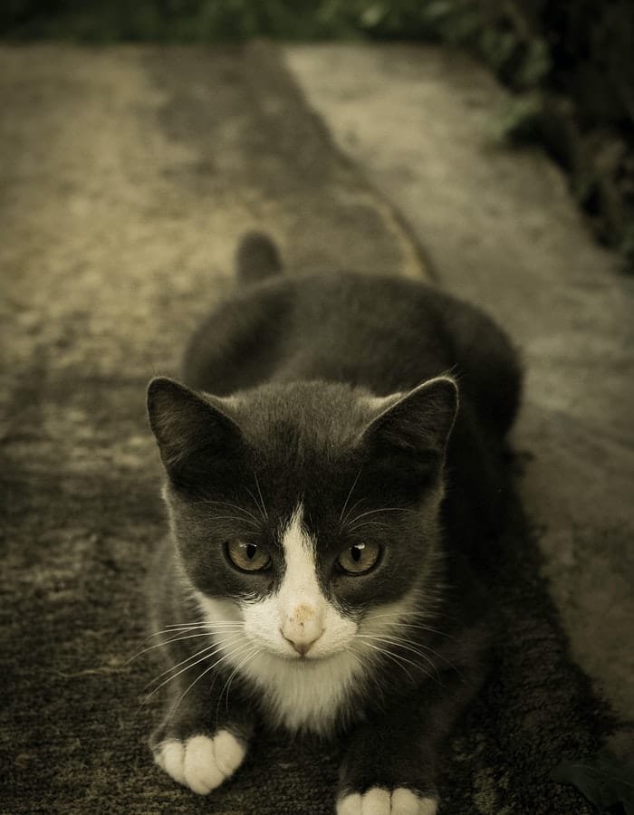 270+ Cat Names That Start with W: A Fun and Furry List Names For Kitten!