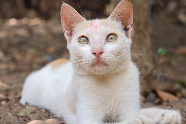 160+ Complete Cat Names That Start With Letter "H" For Your Kittens