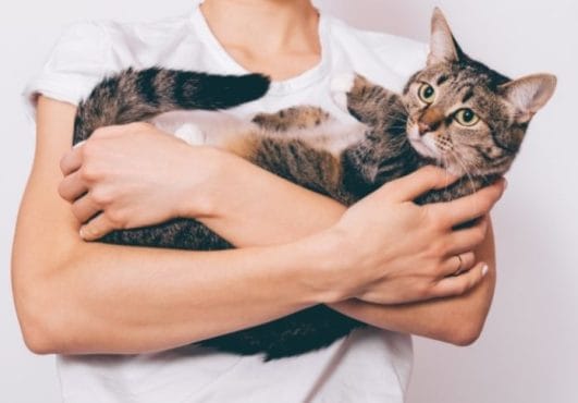 4 Ways to Spoil Your Pet Cat During National Hug Your Cat Day