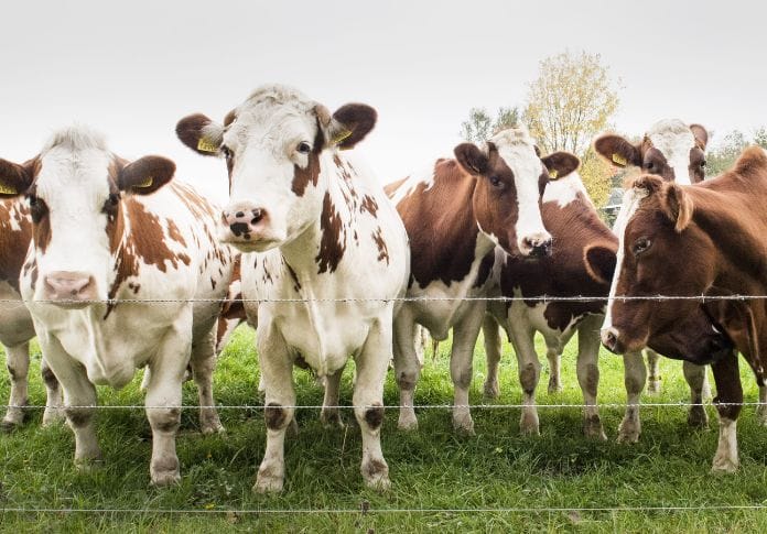 The Best Ox Names: 80+ Ideas to Get You Started