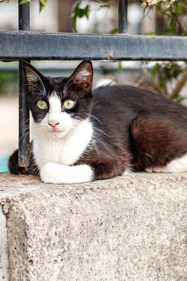 5 Reasons Why Cats Tuck Their Paws