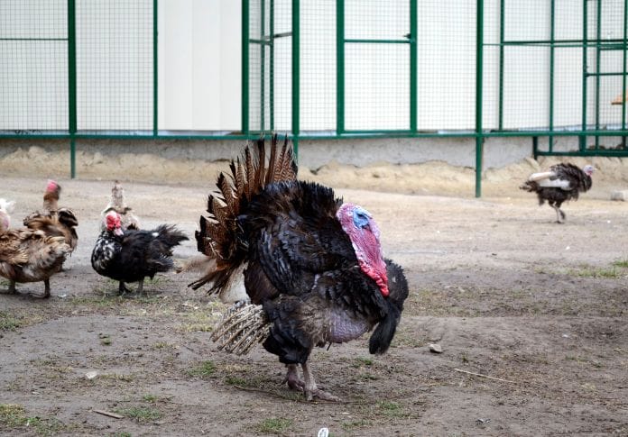 200+ Best Turkey Names: Unique Names For A Pet Turkey