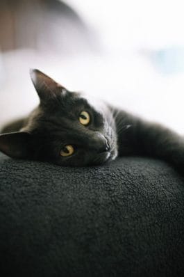 5 Reasons Why Cats Tuck Their Paws