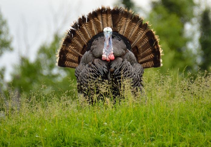 70+ Pink Bird Names - Top Name Ideas For Your Pink Pet Bird