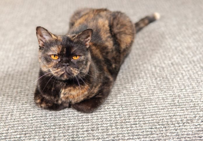 5 Reasons Why Cats Tuck Their Paws