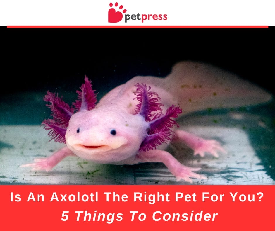 Is An Axolotl The Right Pet For You? 5 Things To Consider - PetPress