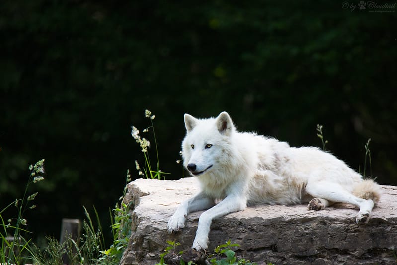 11 The Largest Wolves In The World: How They Behave, Live, And Hunt