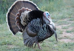 200+ Best Turkey Names: Unique Names For A Pet Turkey