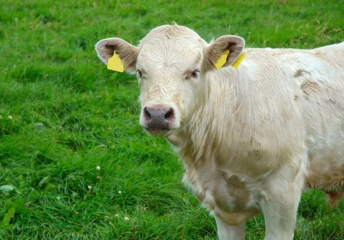 150+ Female Cow Names: The Best Names For Your Female Cattle