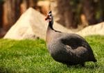 200+ Best Turkey Names: Unique Names For A Pet Turkey
