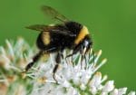 250+ Best Bee Names: Cute, Funny, & Unique Names For A Bee