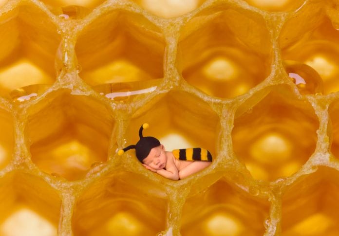 250+ Best Bee Names: Cute, Funny, & Unique Names For A Bee