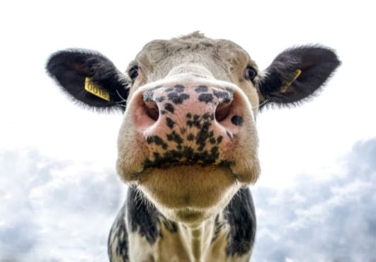 150+ Female Cow Names: The Best Names For Your Female Cattle