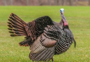 200+ Best Turkey Names: Unique Names For A Pet Turkey