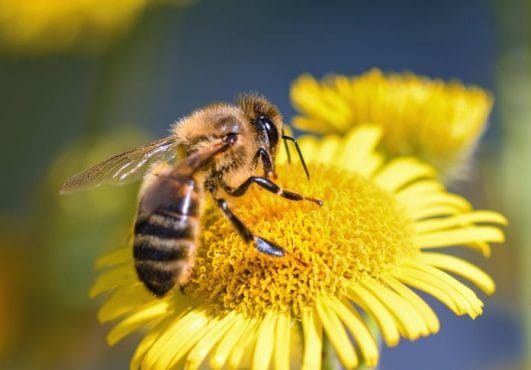 250+ Best Bee Names: Cute, Funny, & Unique Names For A Bee