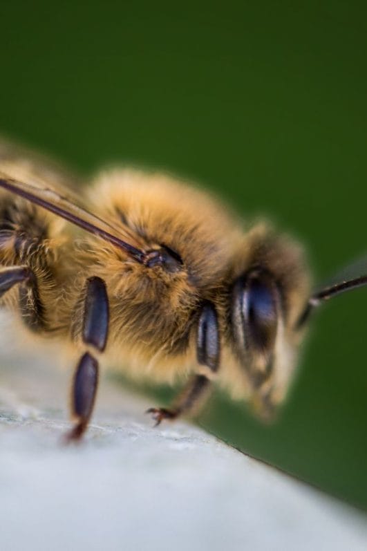 150+ Best Names With 'Bee' In Them