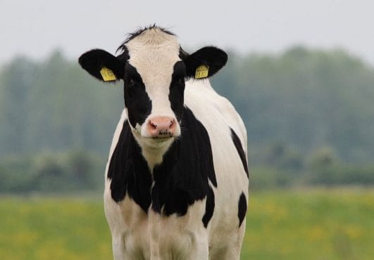 150+ Female Cow Names: The Best Names For Your Female Cattle