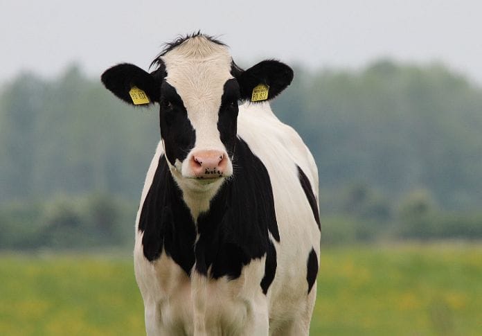 150+ Female Cow Names: The Best Names For Your Female Cattle